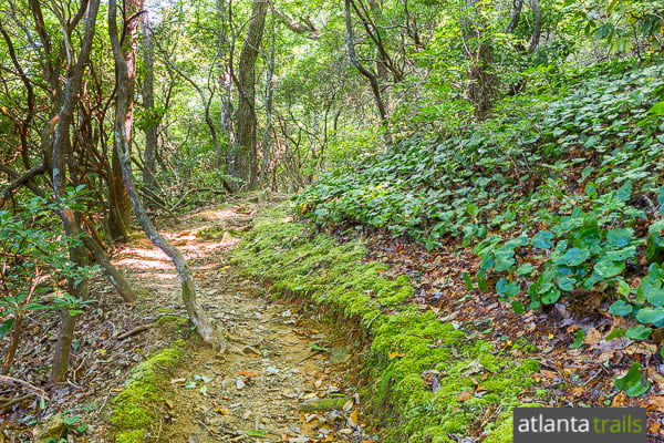 Appalachian Trail: hiking Unicoi Gap to Tray Mountain