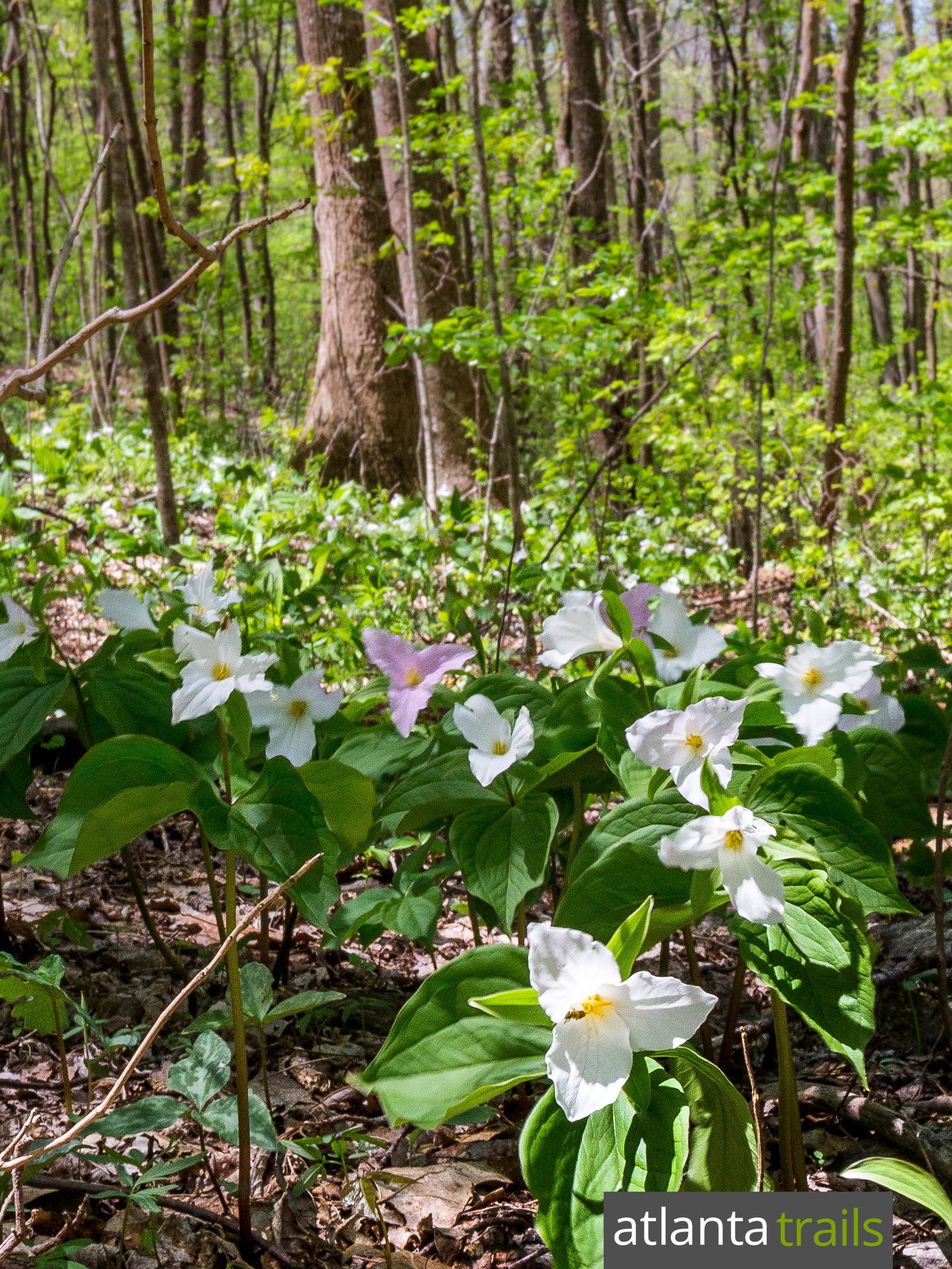 Woody Gap to Jarrard Gap on the Appalachian Trail in Georgia