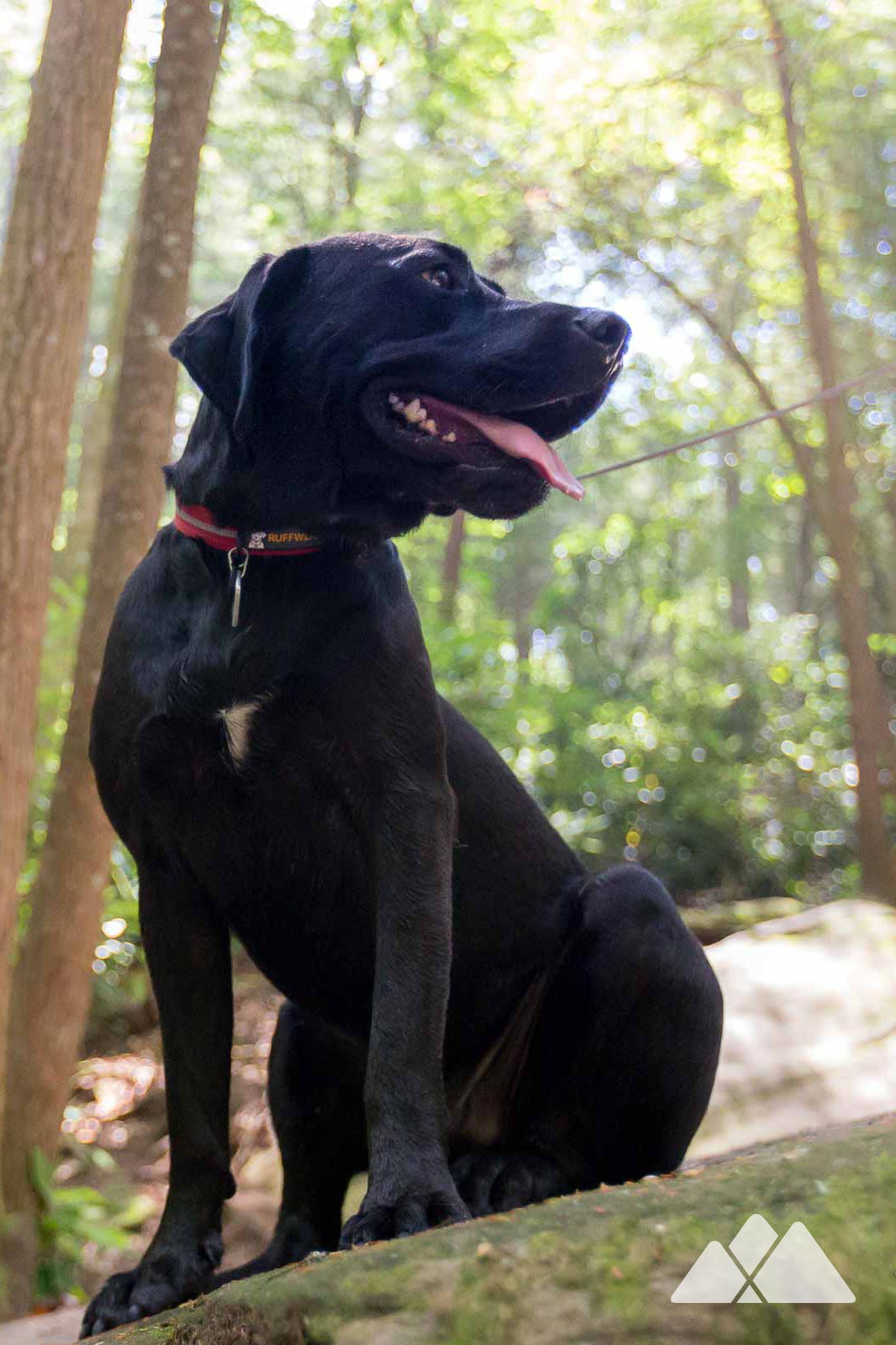 Georgia's Best Dog Friendly Trails: Our Favorite Dog Hikes