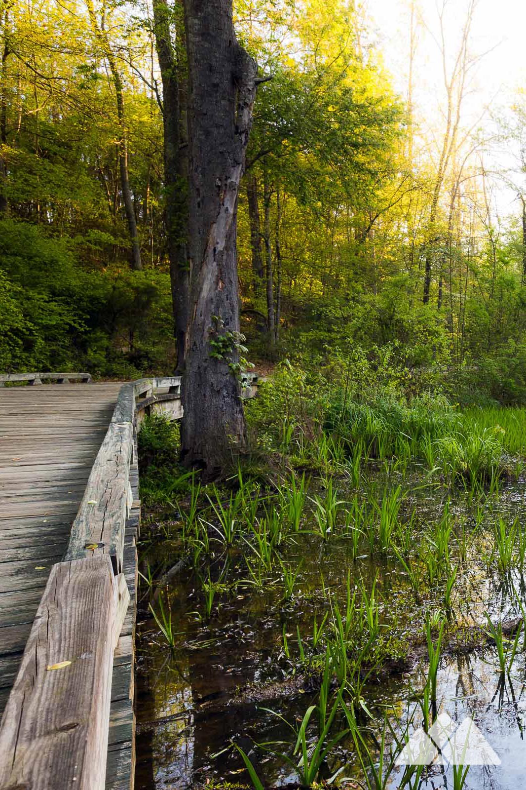 Suwanee Greenway Trail at Suwanee Creek Park