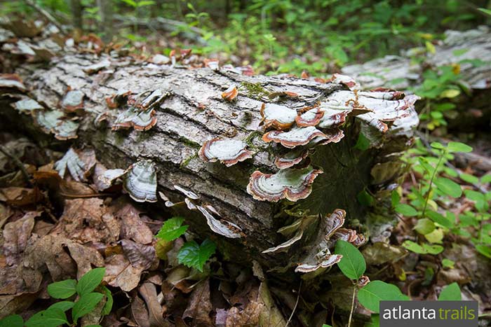 Yellow River Trail: Hiking Yellow River Park