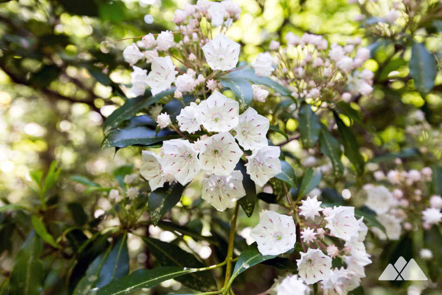 Jacks River Falls on the Beech Bottom Trail