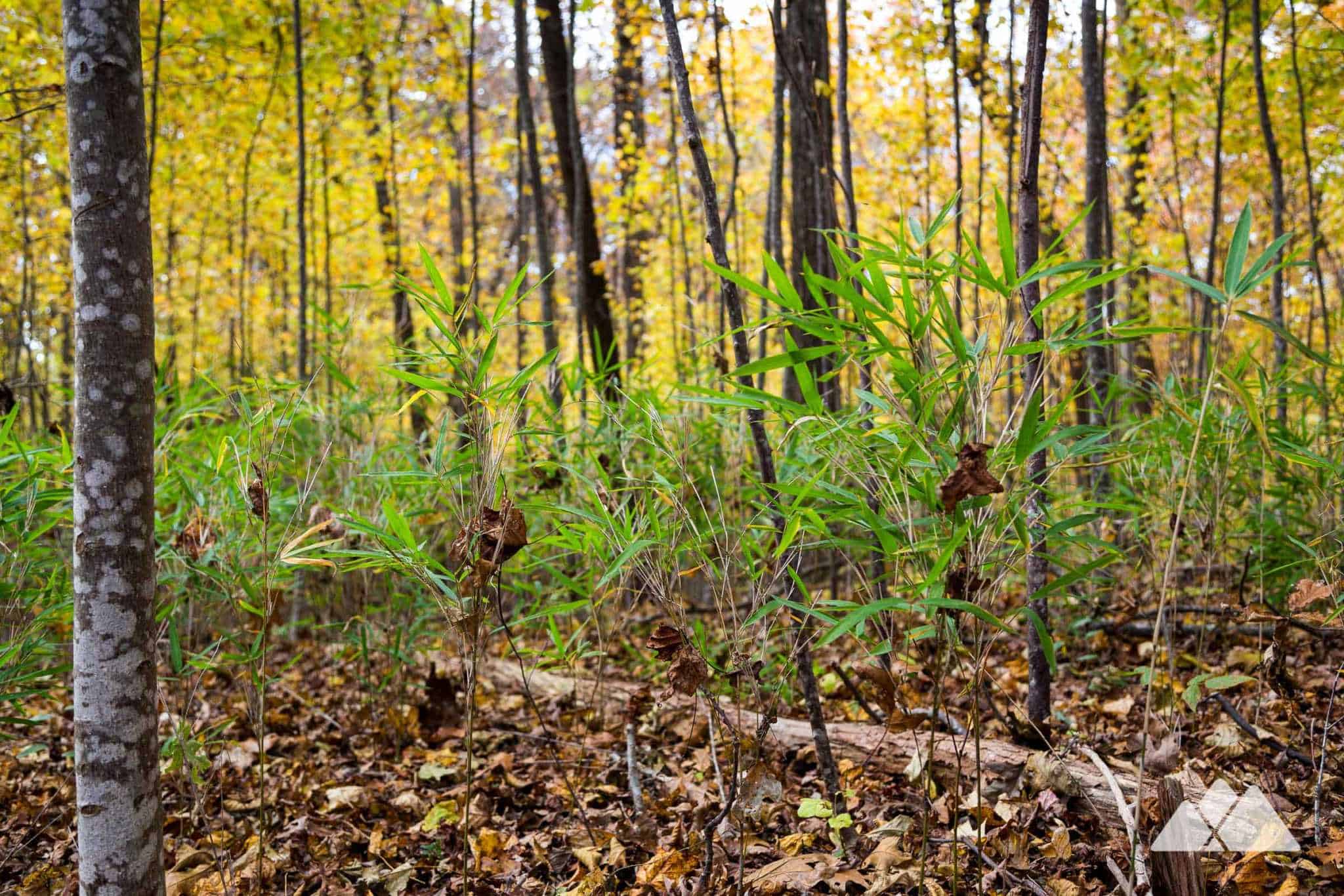 AT Approach Trail: Amicalola Falls to Springer Mountain