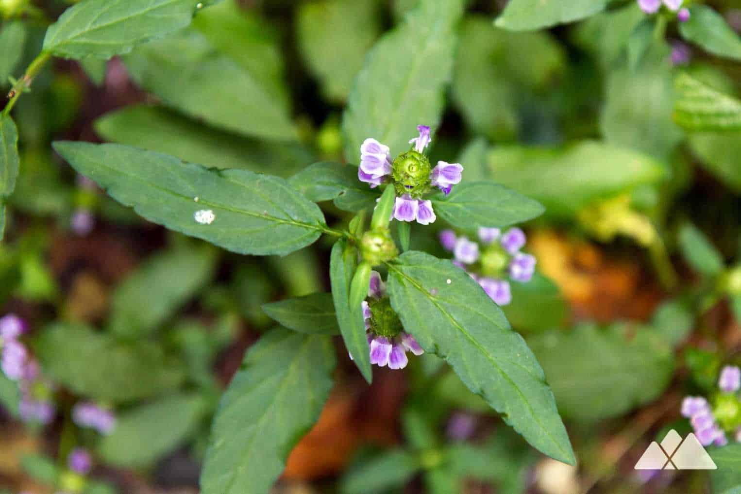 Springer Mountain Loop: Hiking the Appalachian Trail & BMT