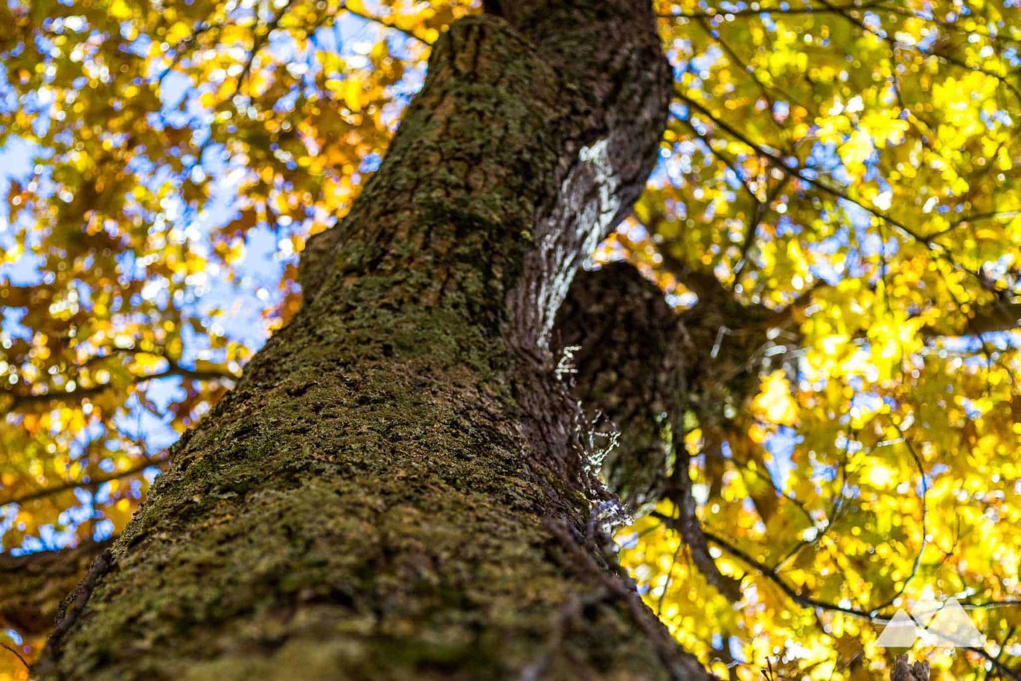 Springer Mountain Loop: Hiking the Appalachian Trail & BMT