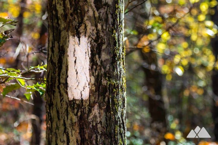 Springer Mountain Loop: Hiking the Appalachian Trail & BMT