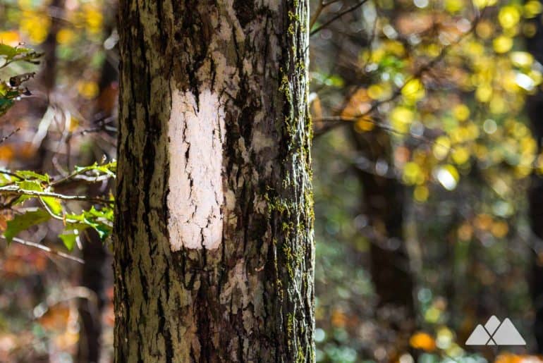 Springer Mountain Loop: Hiking the Appalachian Trail & BMT