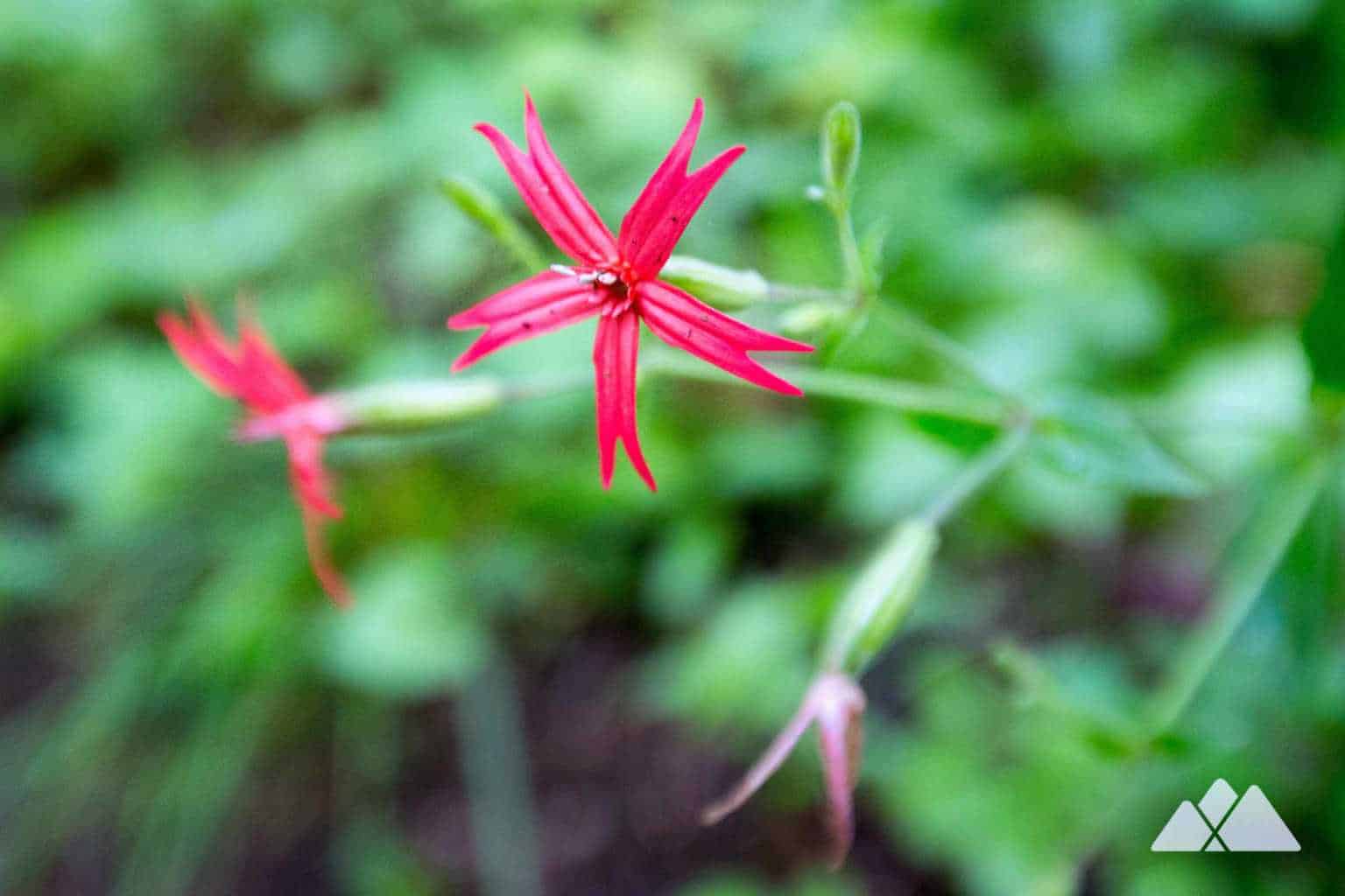 Preachers Rock on the Appalachian Trail - Atlanta Trails
