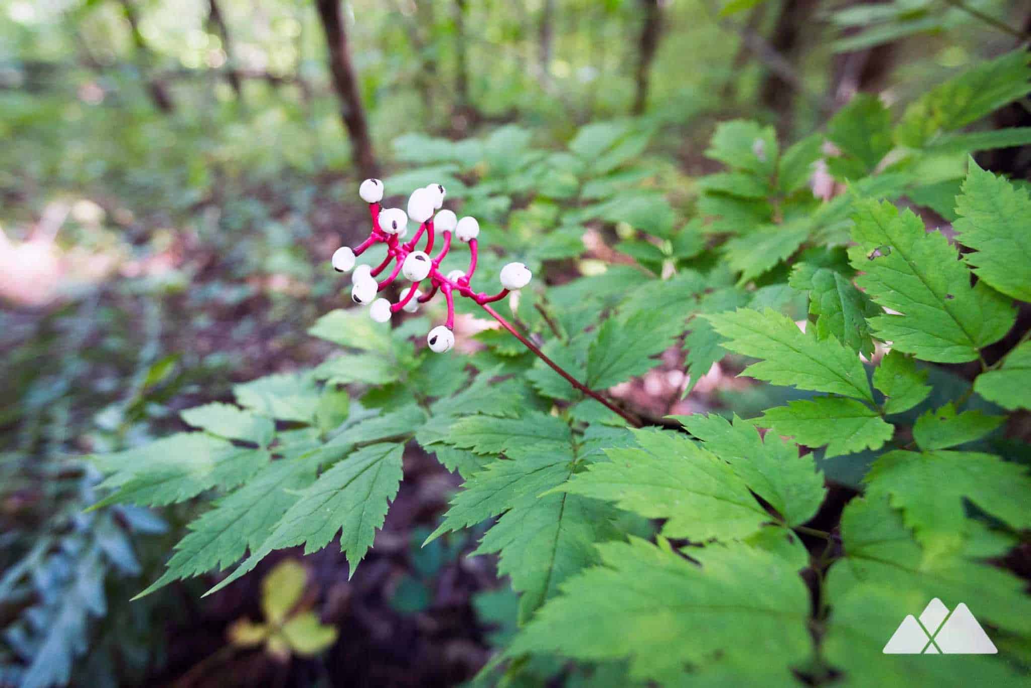 Appalachian Trail - Dicks Creek Gap to Bly Gap