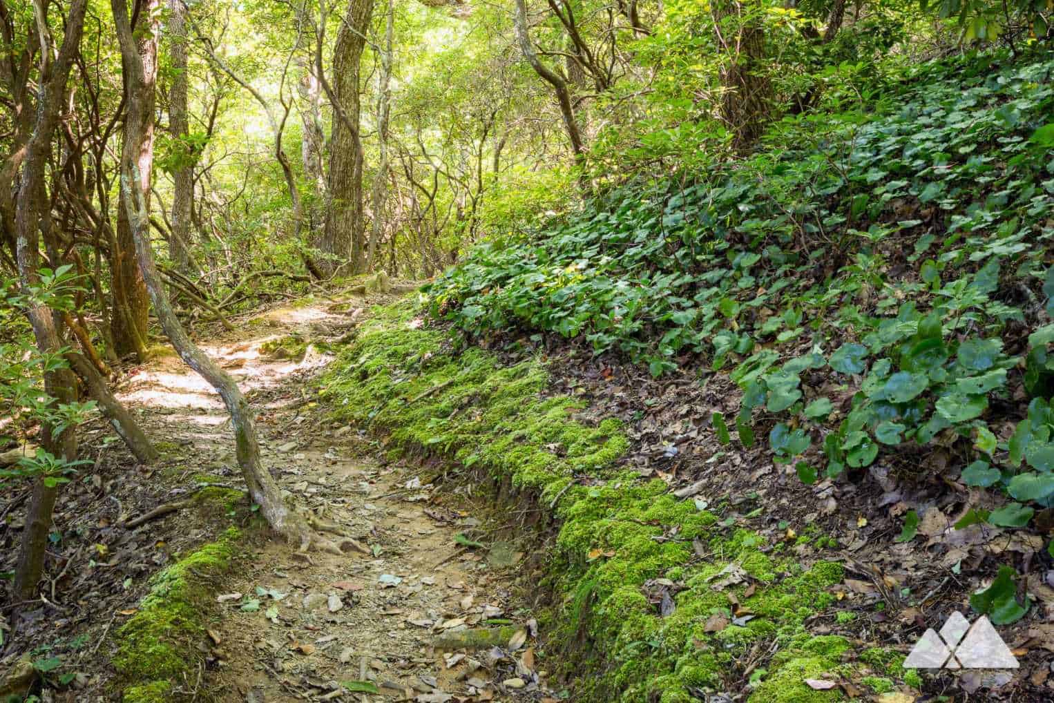 Tray Mountain: Appalachian Trail from Unicoi Gap - Atlanta Trails