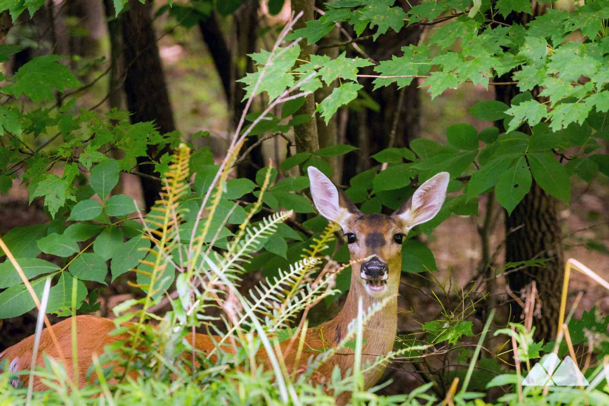 Big Canoe, GA: hiking trail & outdoor adventure guide