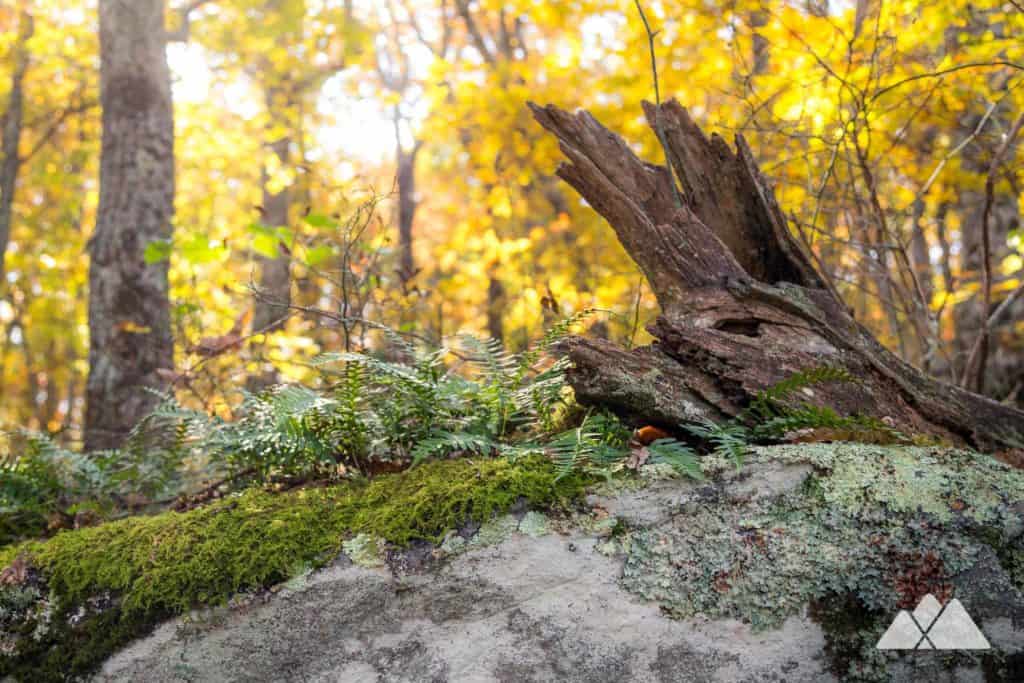 Fort Mountain State Park Wall, Overlook & Tower Trails