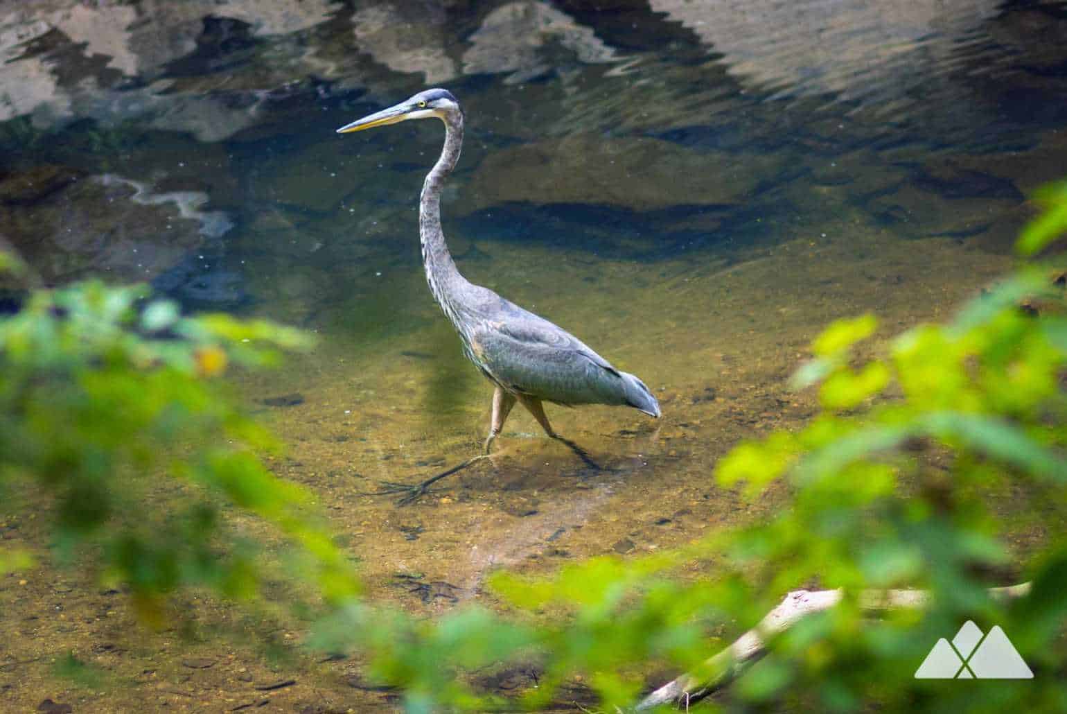 Paces Mill Park West Palisades Trail - Atlanta Trails
