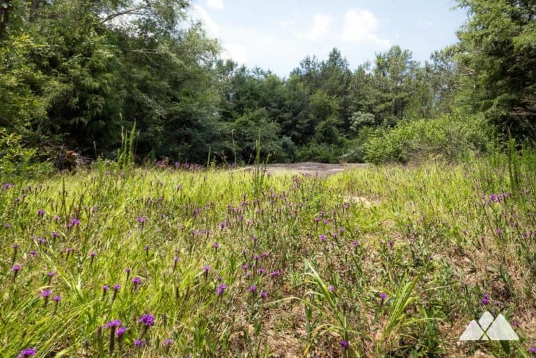 Panola Mountain PATH Trail to Alexander Lake