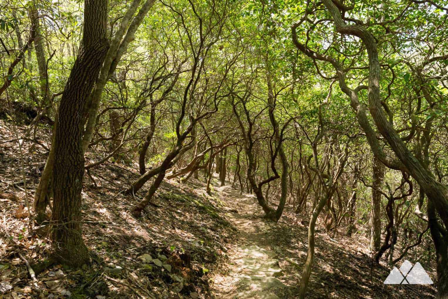 Appalachian Trail, Jarrard Trail, and Slaughter Creek Trail Loop