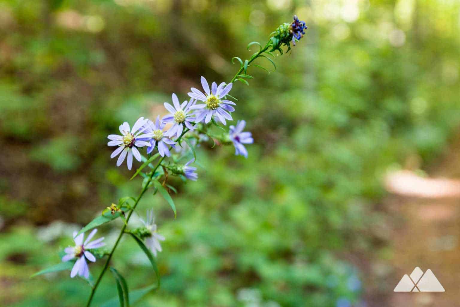 Smith Creek Trail to Anna Ruby Falls - Atlanta Trails