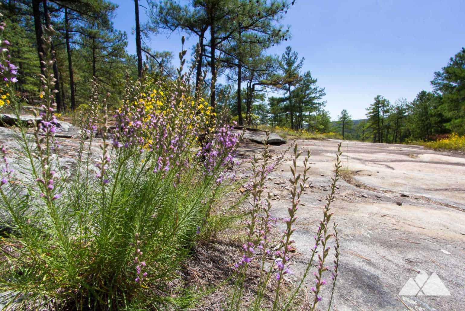 Best Spring Hikes in Georgia: Our Top 10 Favorite Trails