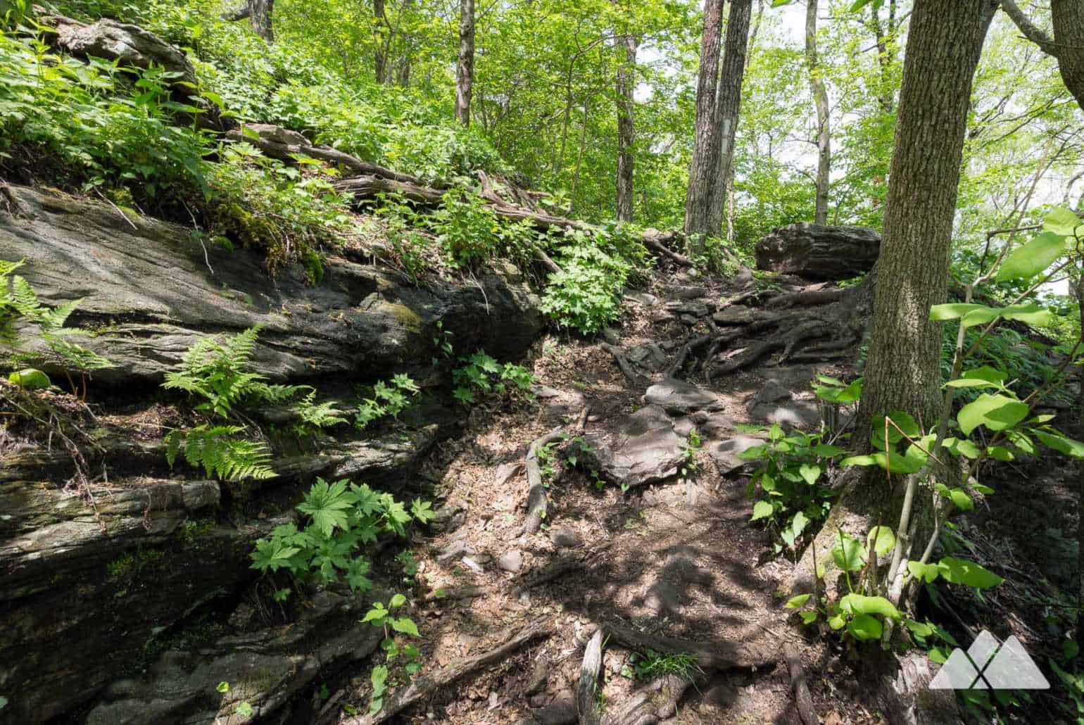 Tesnatee Gap to Cowrock Mountain: Appalachian Trail
