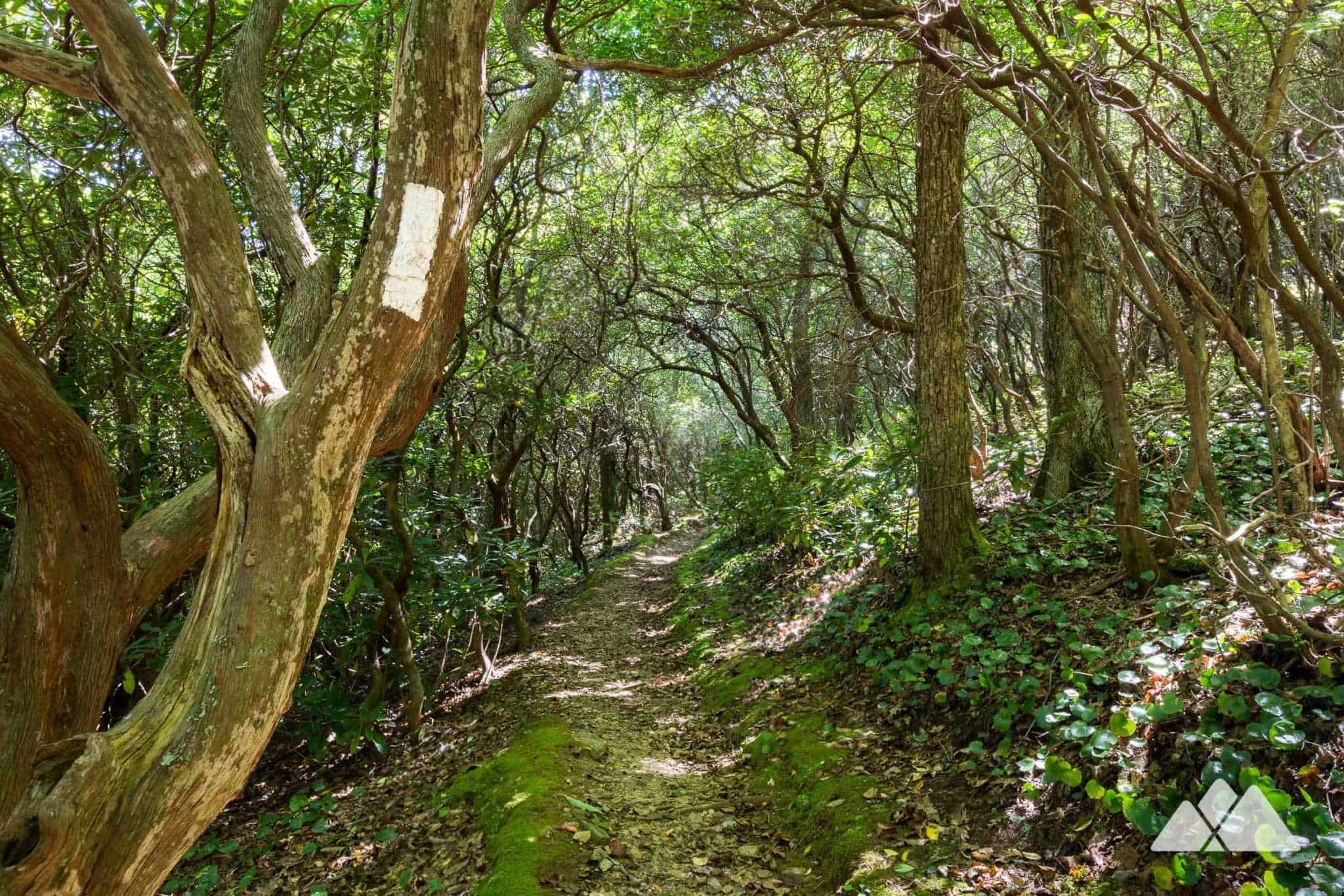 Tray Mountain: hiking the Appalachian Trail in N GA