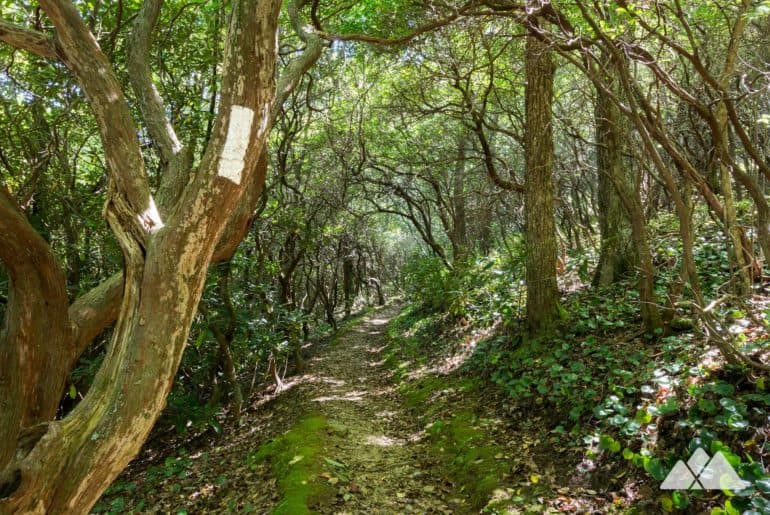 Tray Mountain: hiking the Appalachian Trail in N GA