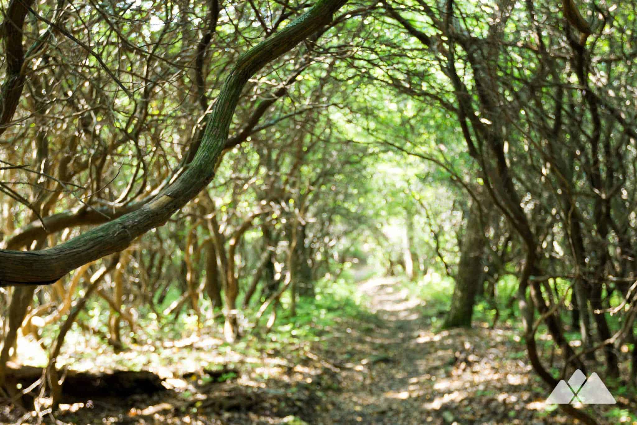 Appalachian Trail: Dicks Creek Gap to Powell Mountain