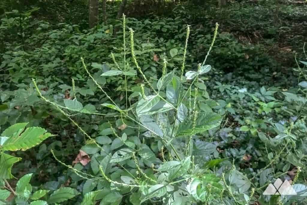 EcoAddendum 3.0 | Japanese chaff flower – a silent crisis lurking on ...